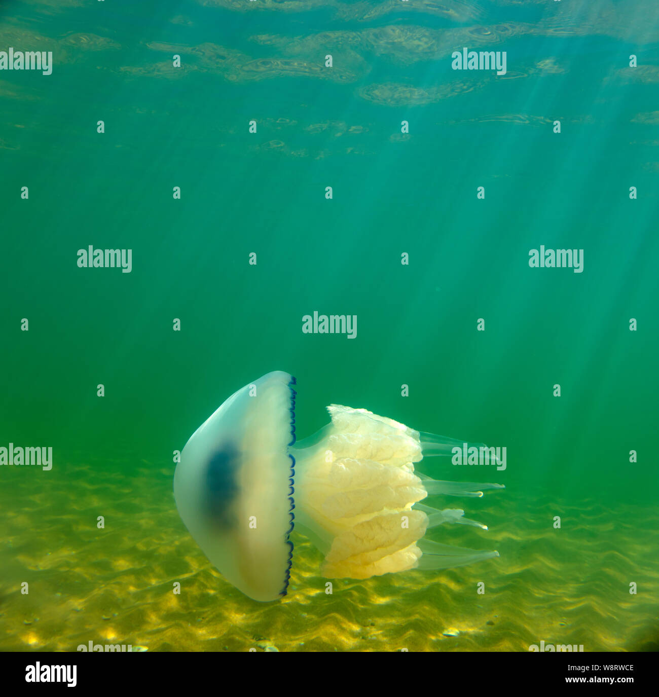Jellyfish habitat hi-res stock photography and images - Alamy