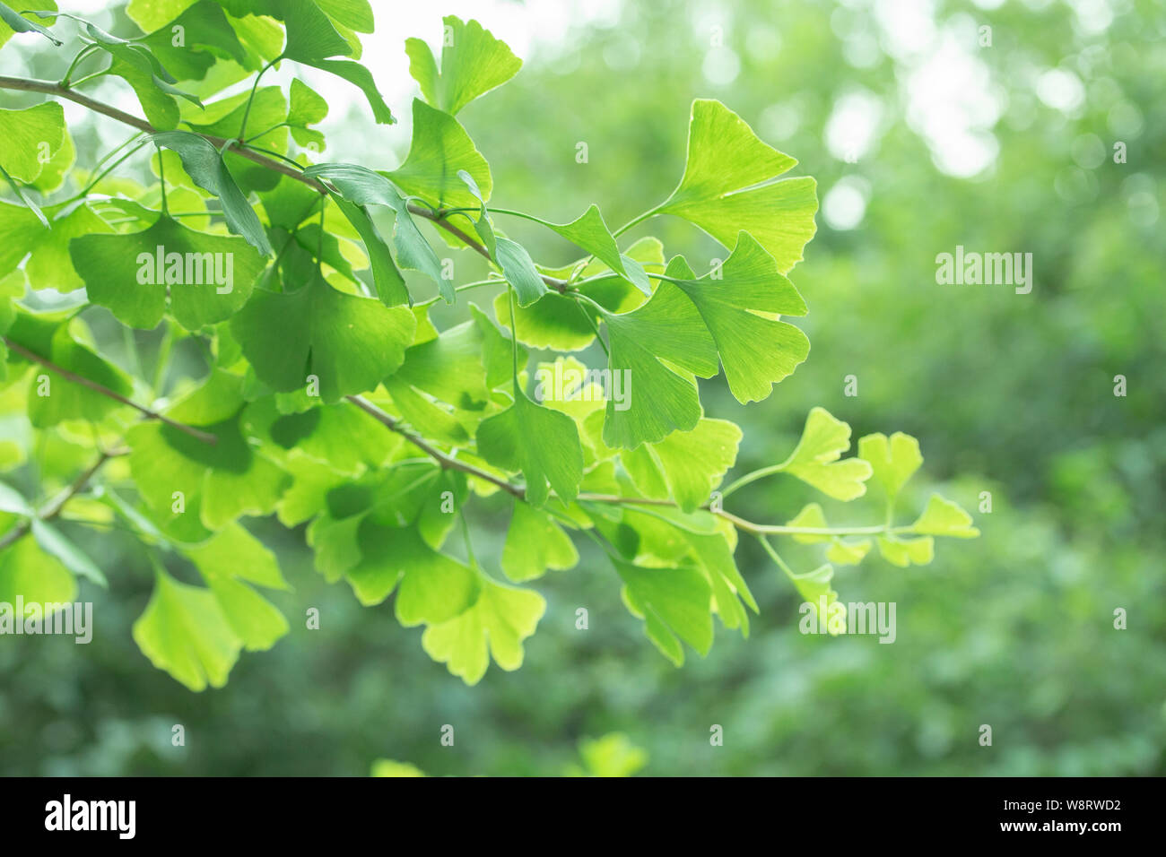 Ginko tree hi-res stock photography and images - Alamy