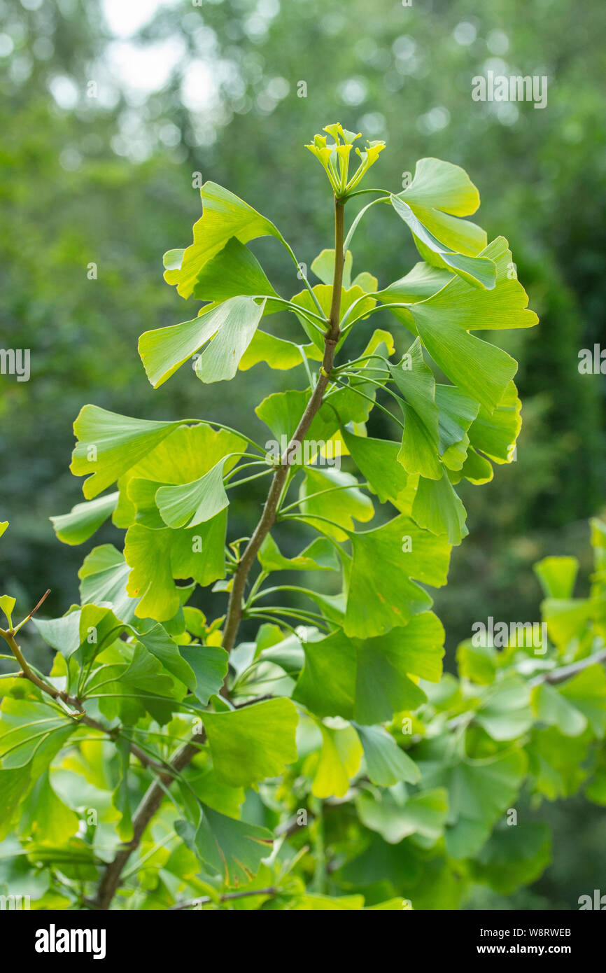 A branch of the Ginkgo biloba tree with gently green leaves, a fossil ...
