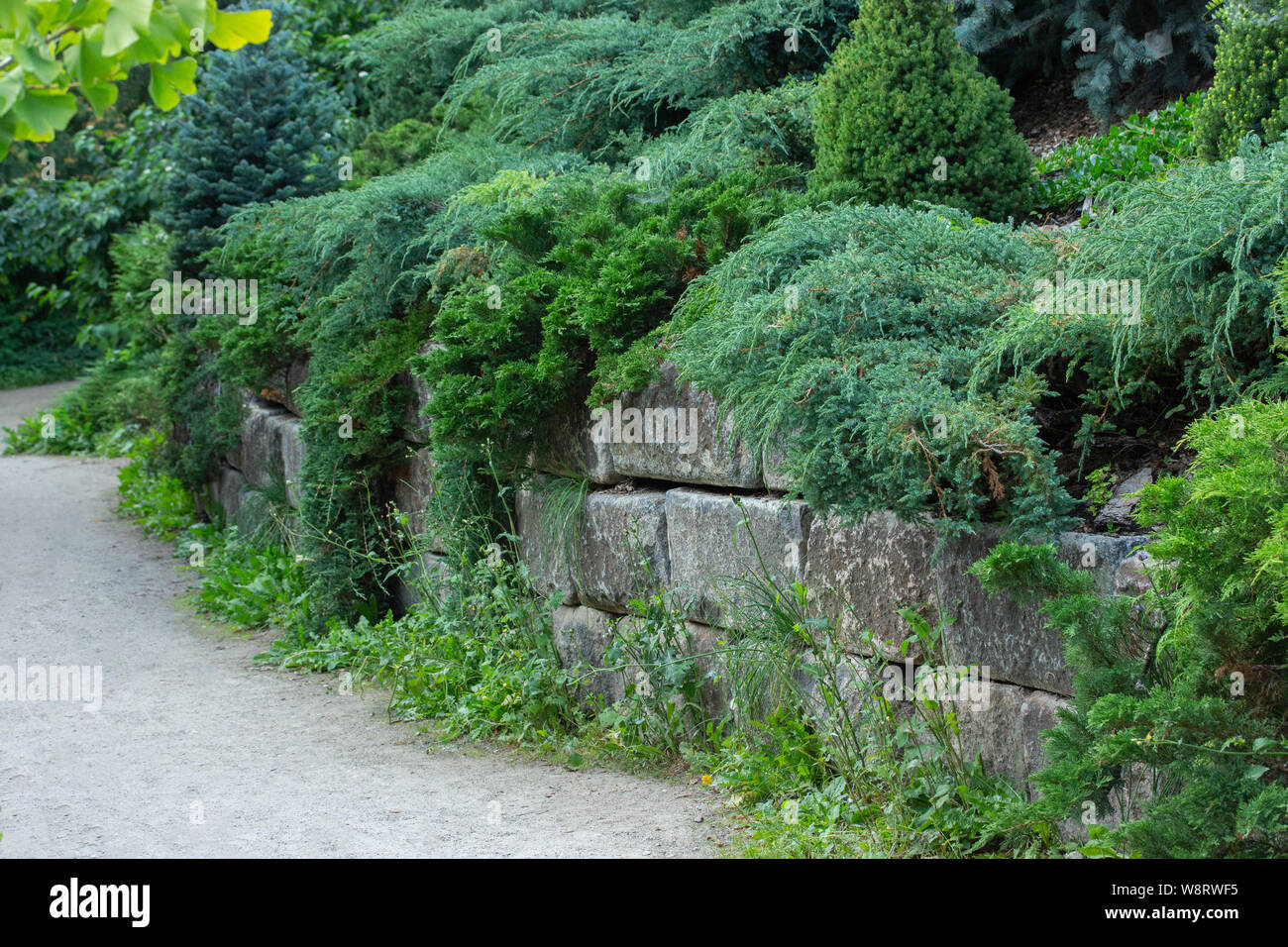 Spruce hedge hi-res stock photography and images - Alamy