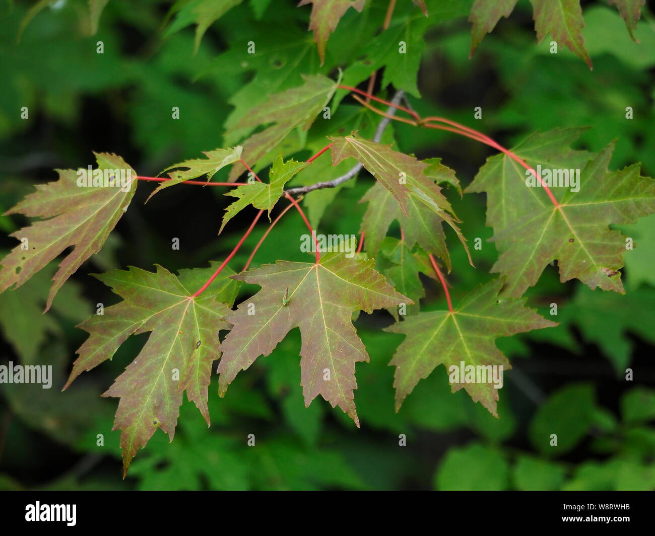 Maple leaves beginning to change color in early autumn. Blur background ...