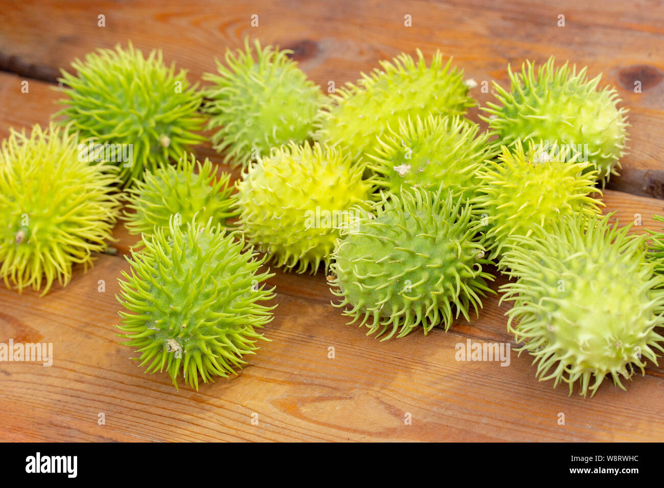Fruits of African wild cucumber Cucumis anguria, fluffy prickly exotic ...