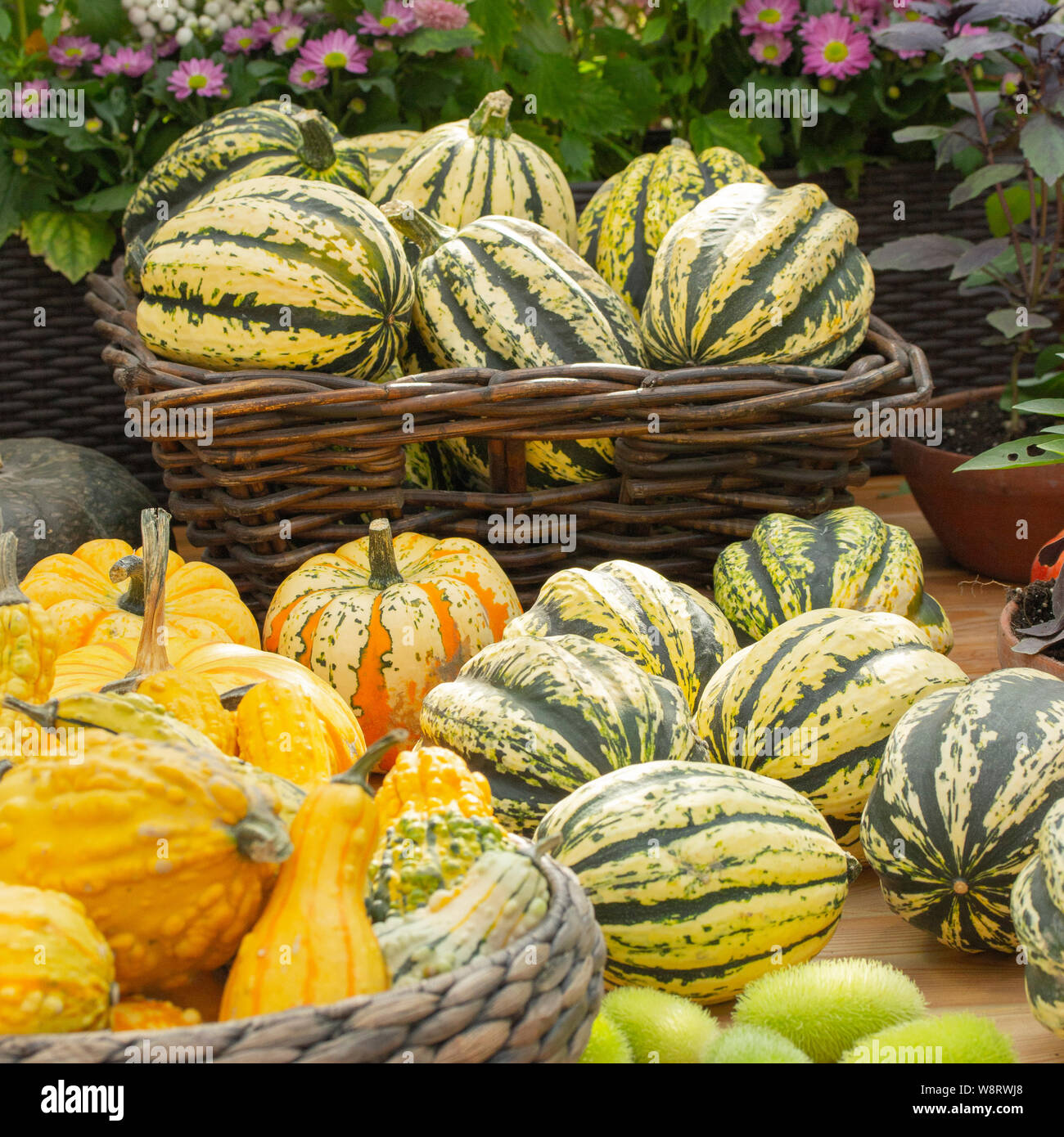 Edible pumpkins hi-res stock photography and images - Alamy
