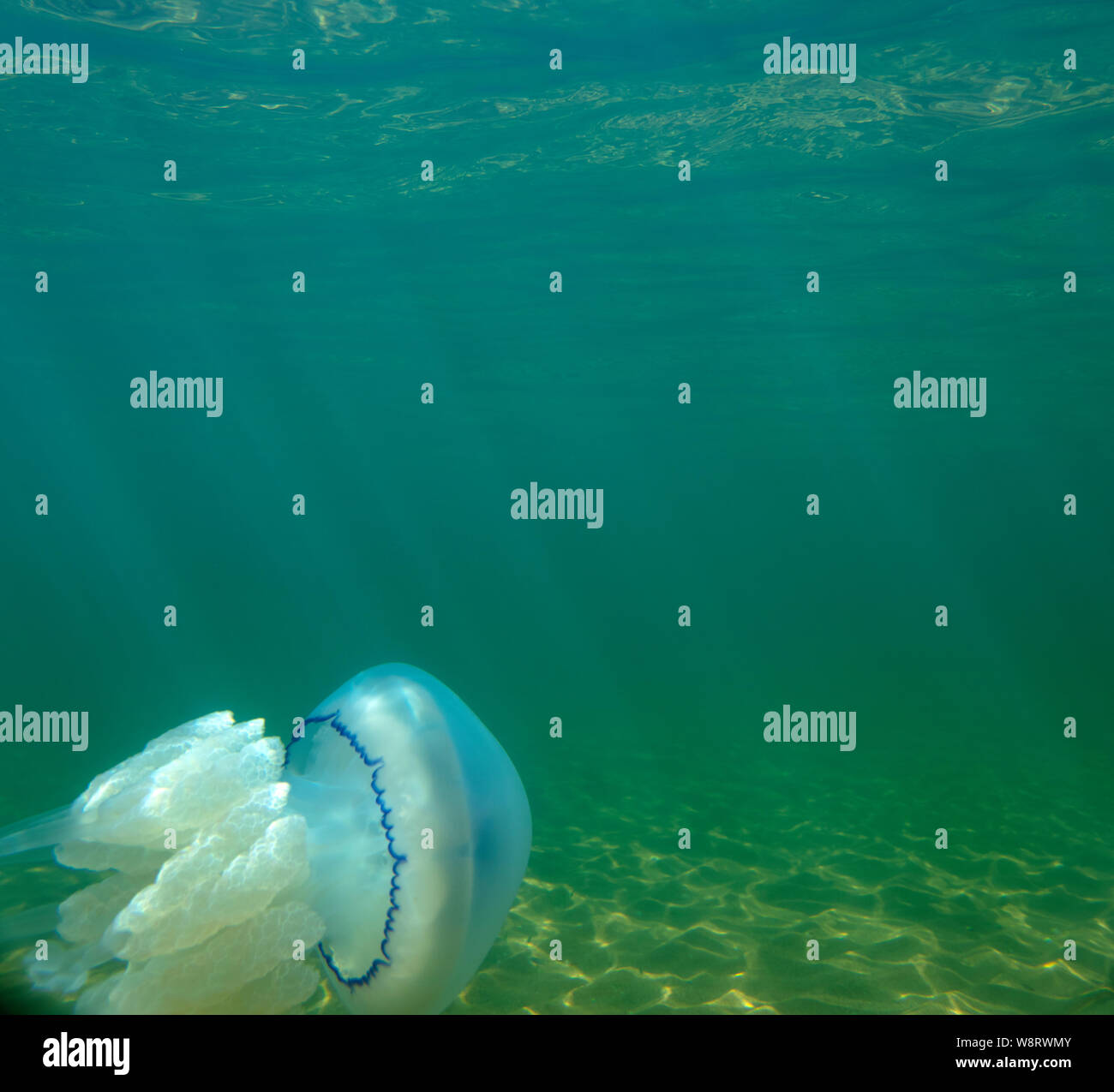 Large marine jellyfish, in a natural habitat Stock Photo - Alamy