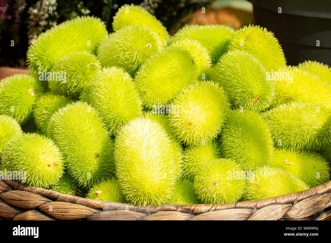 Cucumis dipsaceus. Green bright ripe fruits of wild cucumber. Vegetable ...