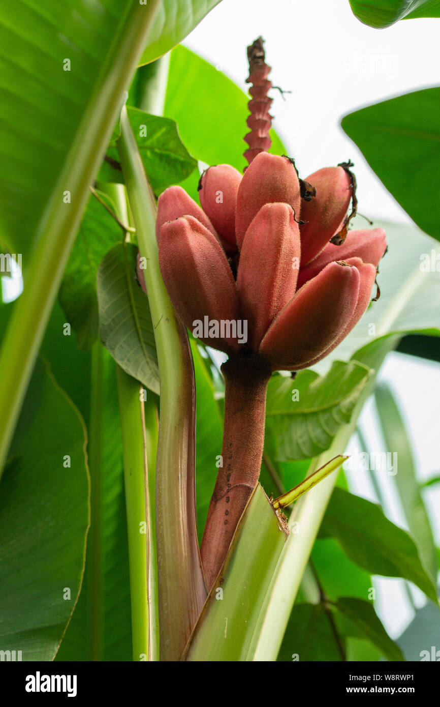 Velvet Pink Banana fruits of an exotic tropical banana on a branch ...