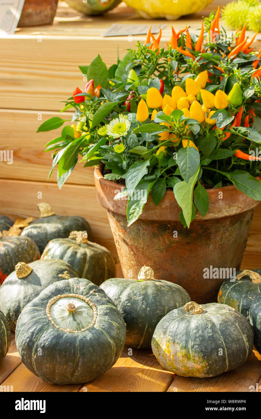 Mini chili hi-res stock photography and images - Alamy