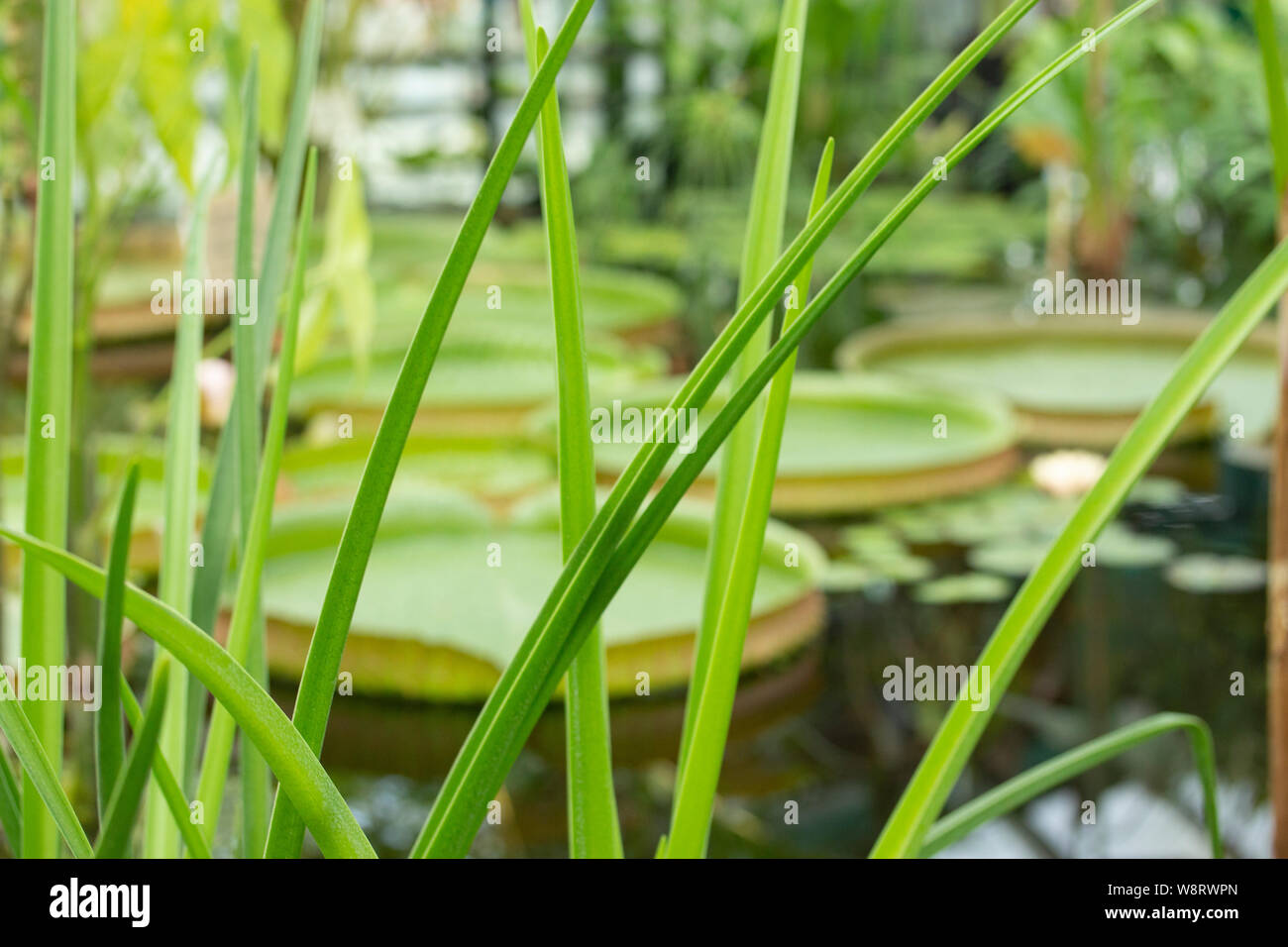 thin leaves of sedge in the foreground and large round leaves of ...