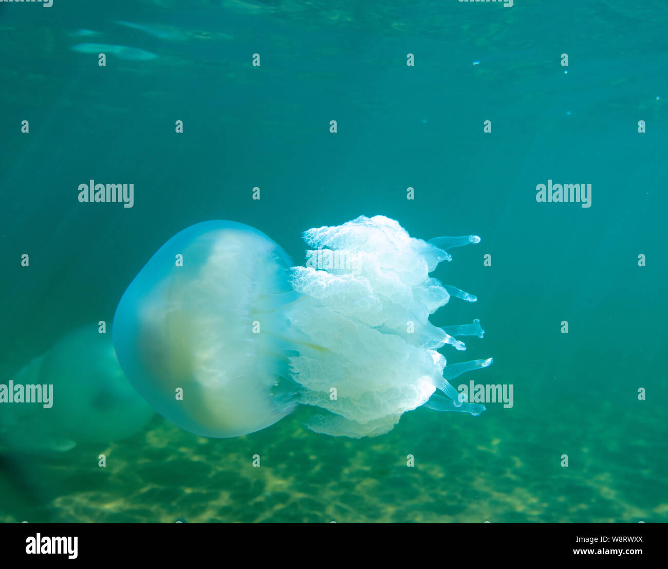 Jellyfish habitat hi-res stock photography and images - Alamy