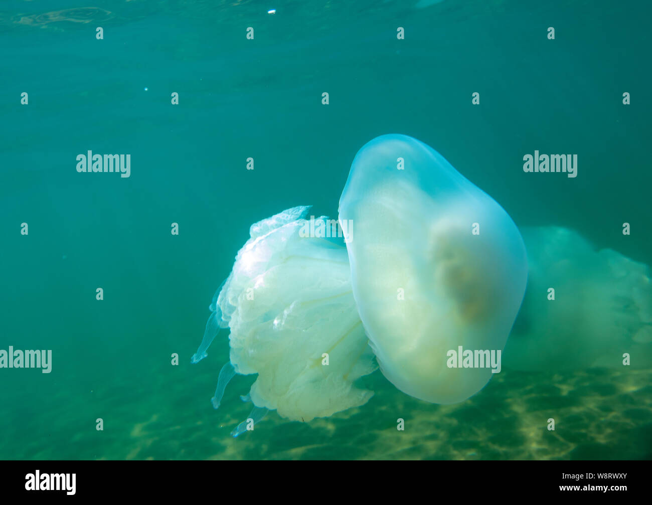 Large marine jellyfish, in a natural habitat Stock Photo - Alamy