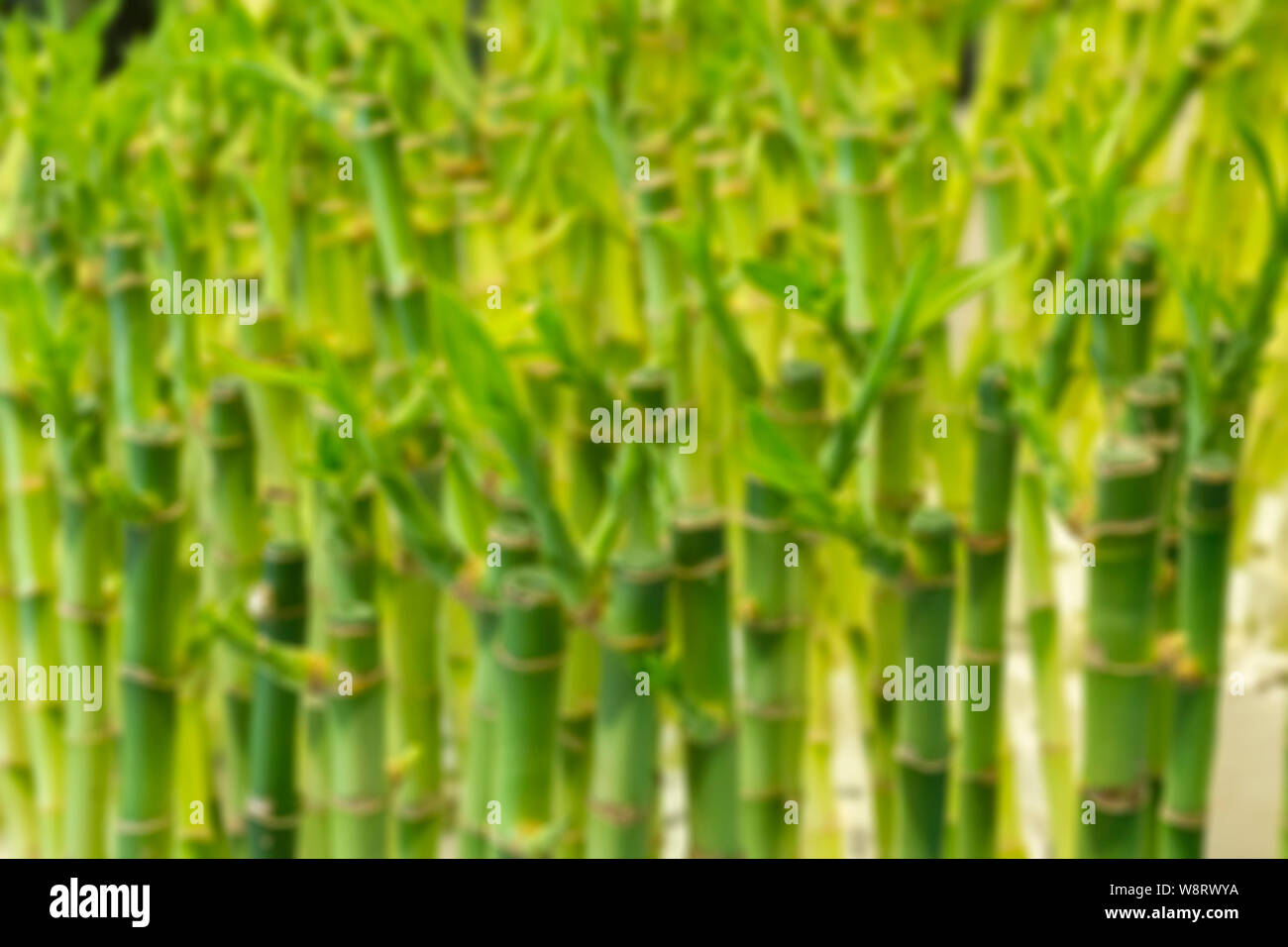 Blurred background of green bamboo stalks. Bamboo shoots smooth long ...
