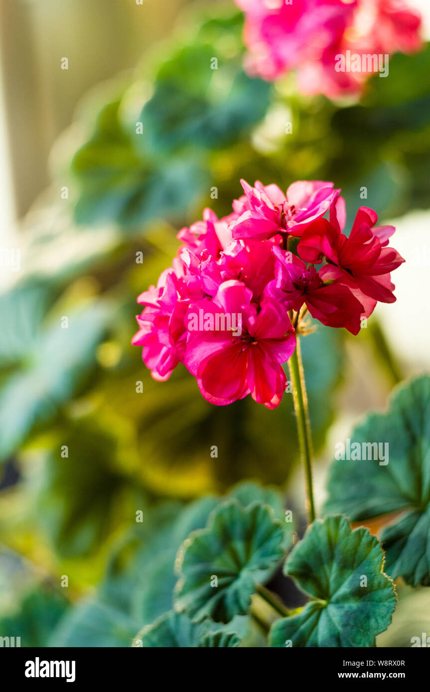 Lovely pink Pelargonium Geranium flowers, close up, soft focus Stock ...