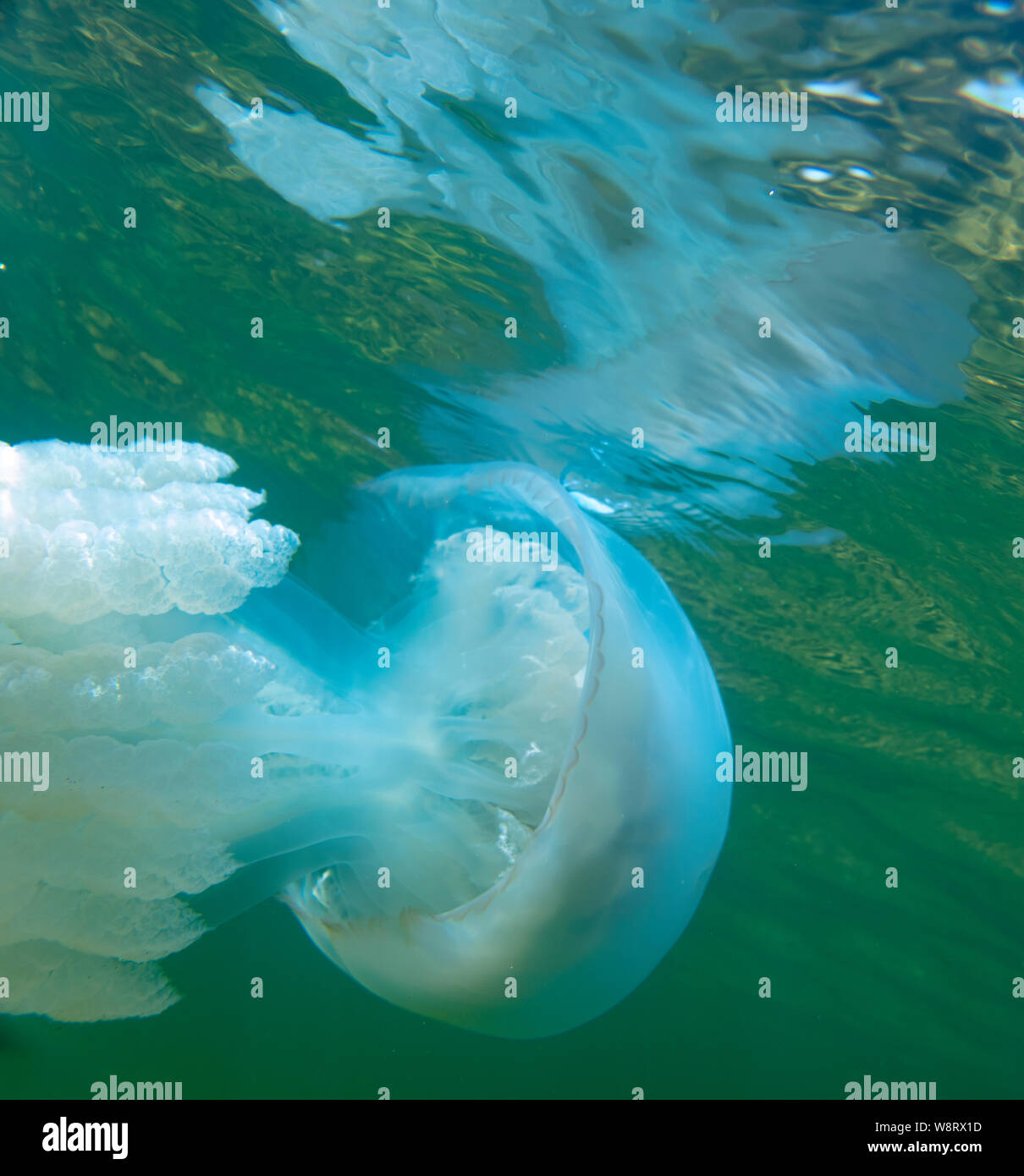 Large marine jellyfish, in a natural habitat Stock Photo - Alamy