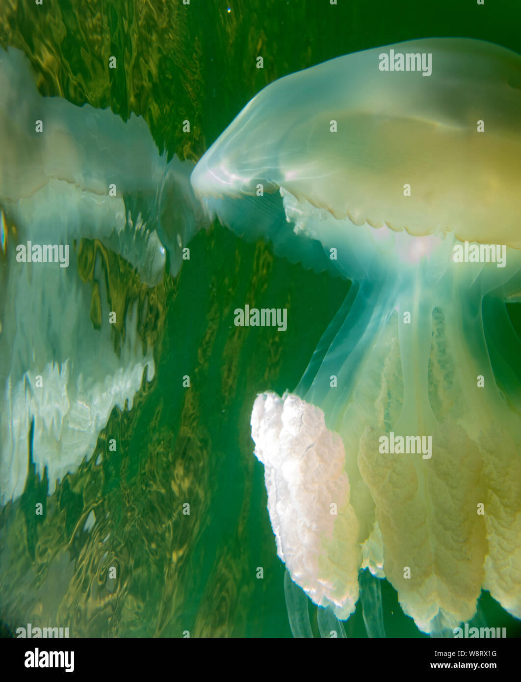 Large marine jellyfish, in a natural habitat Stock Photo - Alamy
