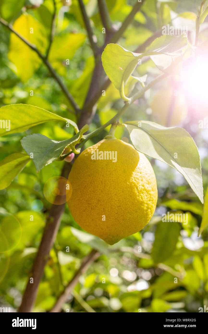Lemon tree hi-res stock photography and images - Alamy