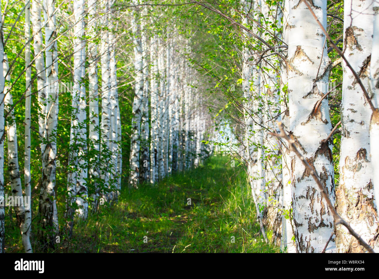 Smooth tree trunks hi-res stock photography and images - Alamy