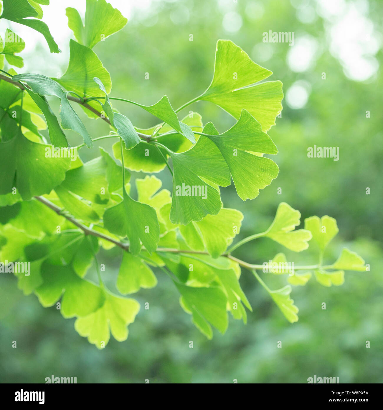 Ginkgo biloba tree with leaves, Ginkgo tree green leaves, medicinal ...