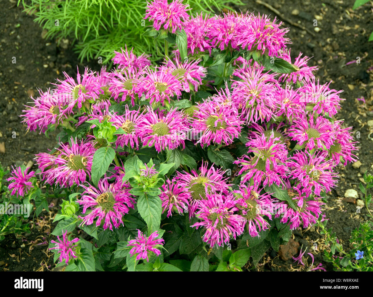 Balmy pink’ monarda hi-res stock photography and images - Alamy