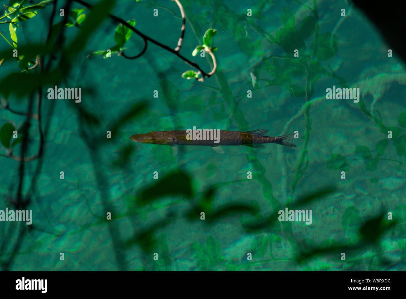 Northern pike europe hi-res stock photography and images - Alamy