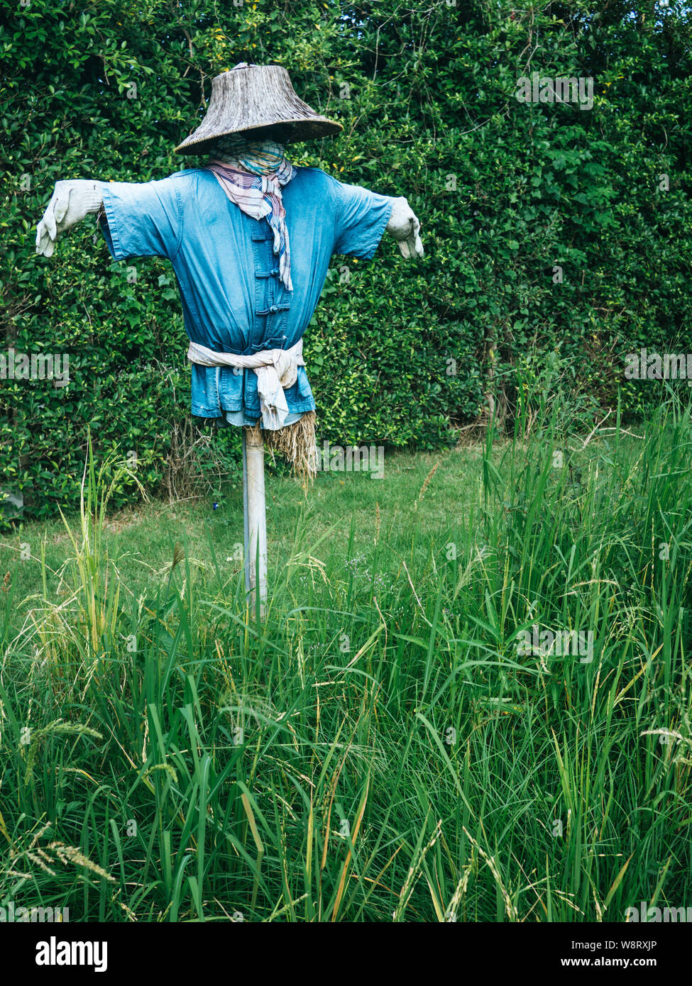 scarecrow in rice field of Thailand Stock Photo - Alamy