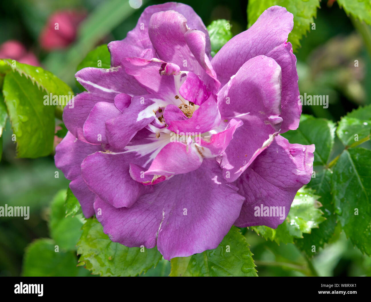 Rosa Rhapsody in Blue Stock Photo - Alamy