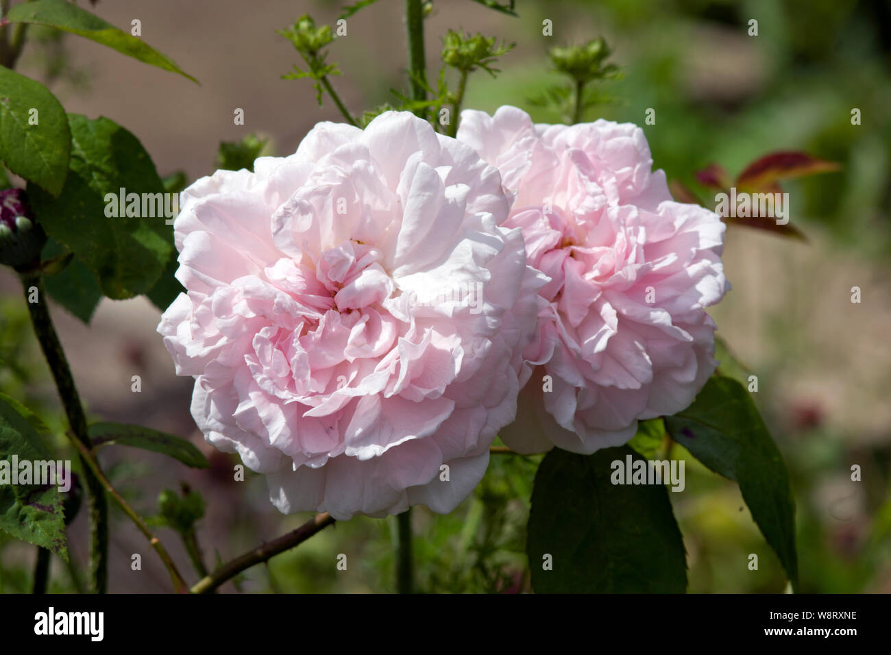 Rose eglantyne hi-res stock photography and images - Alamy
