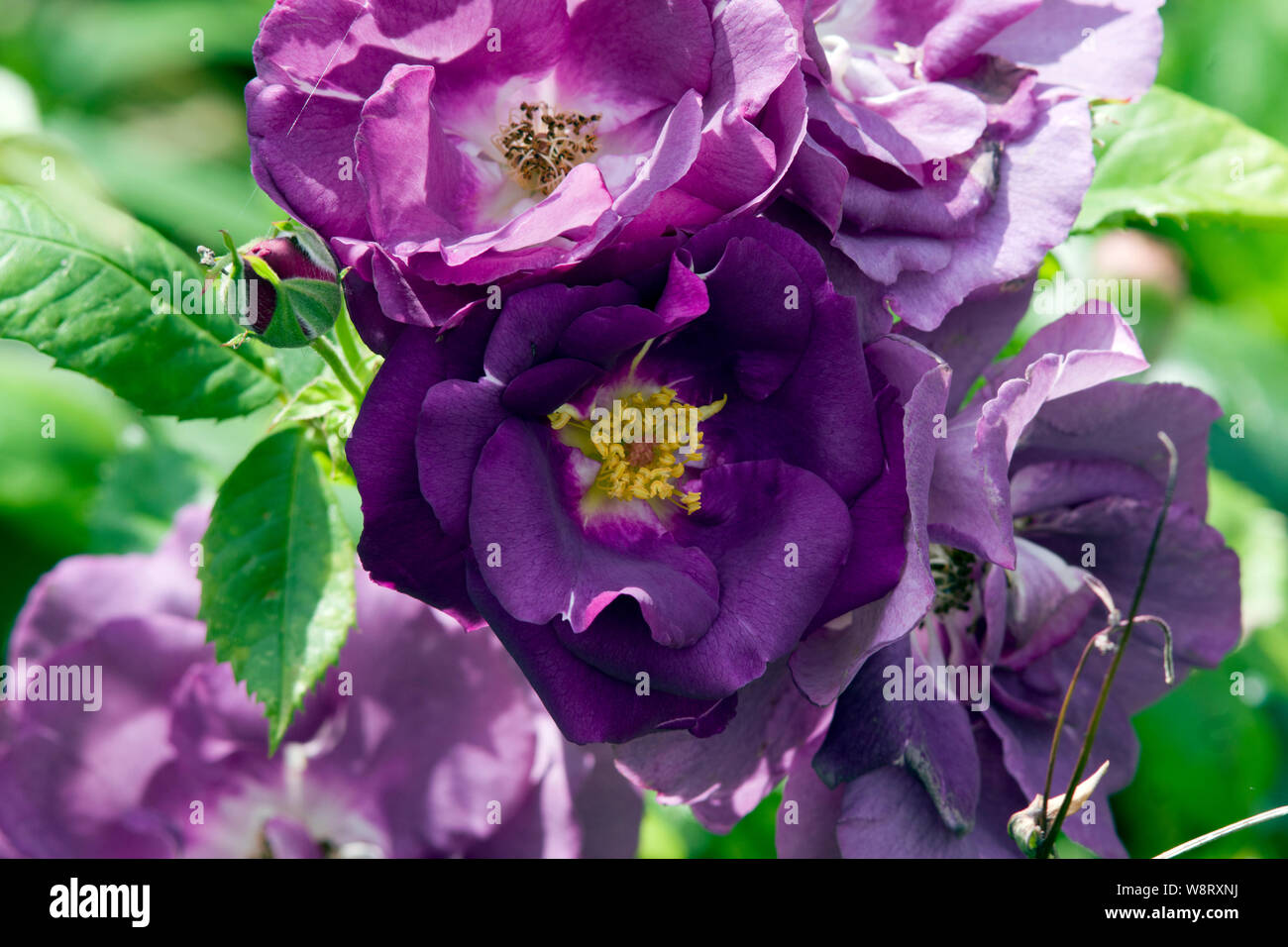 Rosa Rhapsody in Blue Stock Photo - Alamy