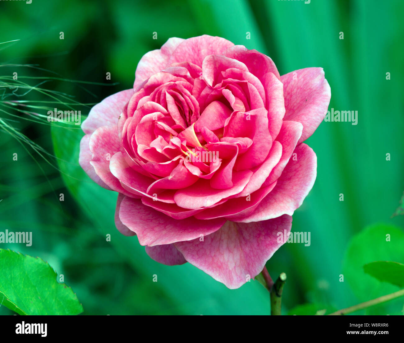 Rose boscobel hi-res stock photography and images - Alamy