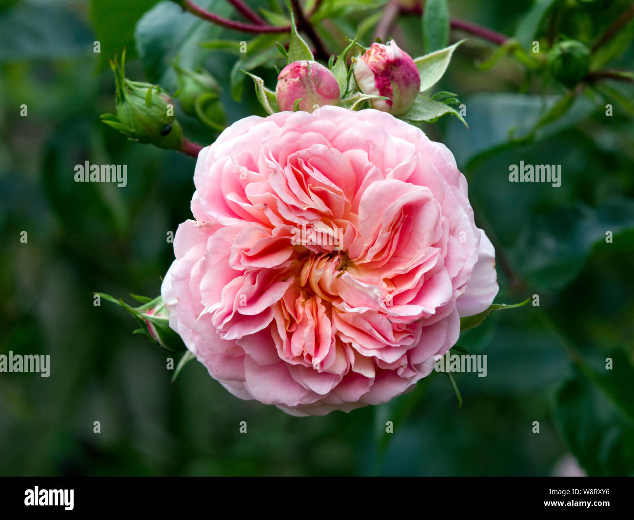 Peach garden rose hi-res stock photography and images - Alamy