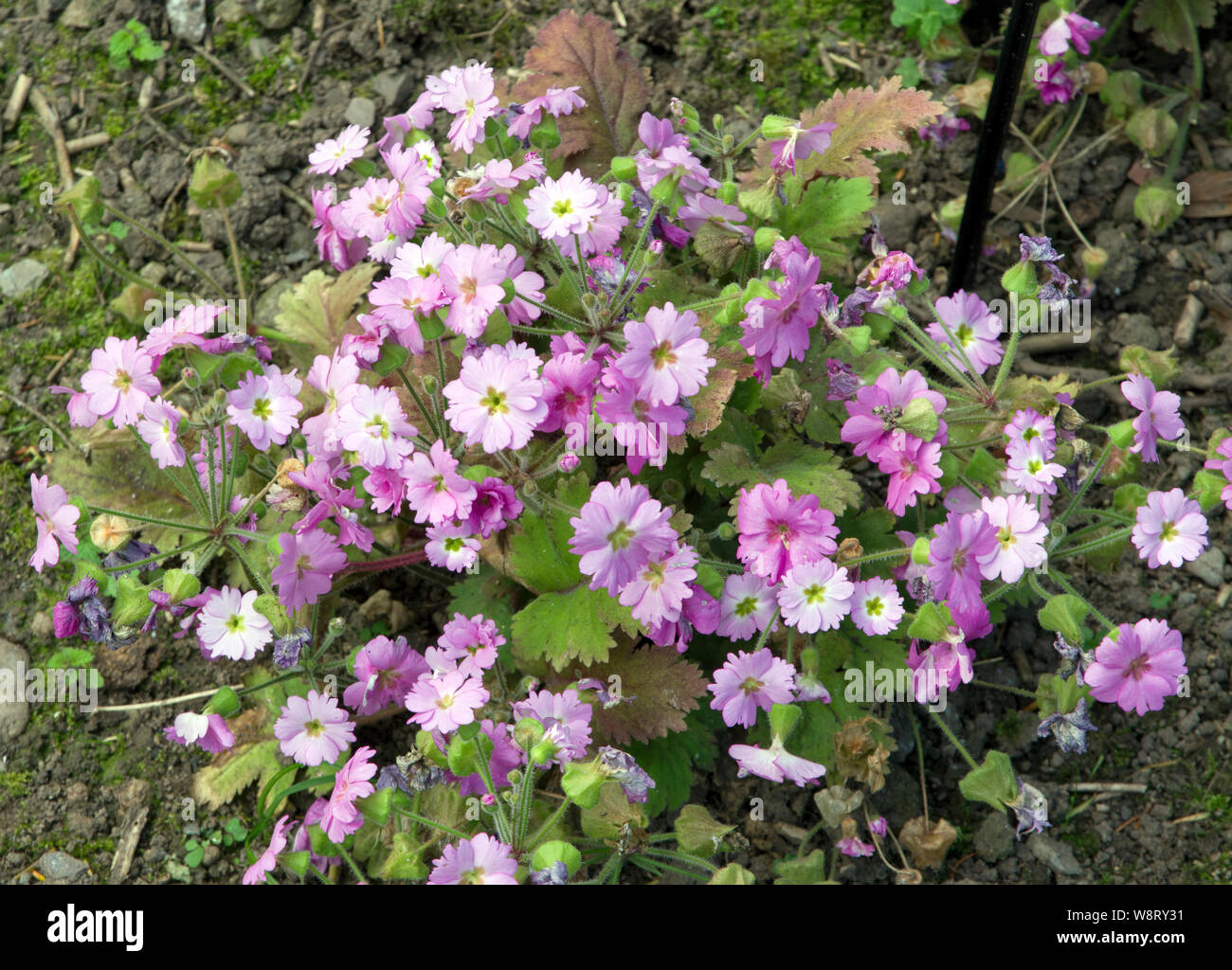 Primula ‘Ooh La La’ Pastel Pink Stock Photo - Alamy