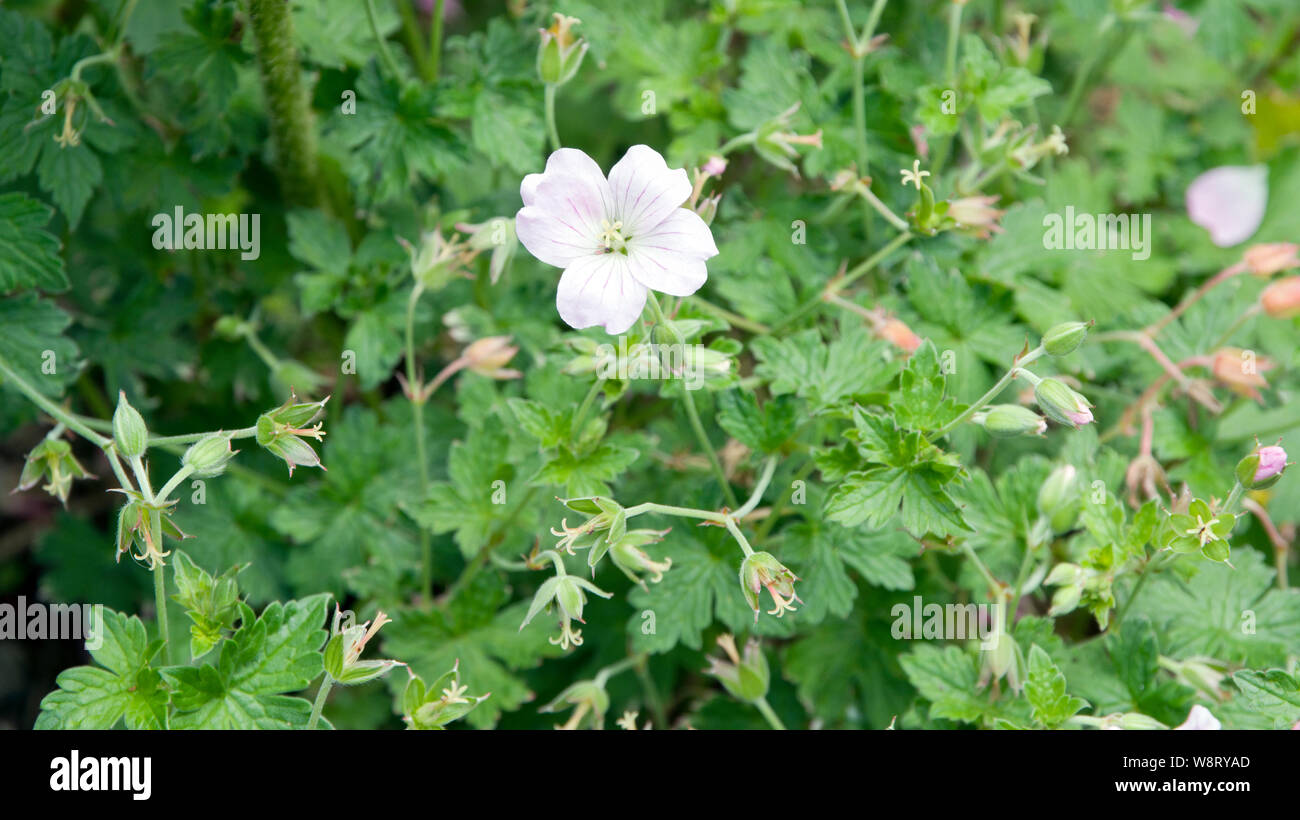 Geranium bremdream hi-res stock photography and images - Alamy
