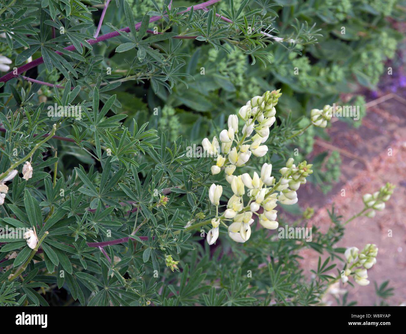 Lupinus Arboreus High Resolution Stock Photography and Images - Alamy