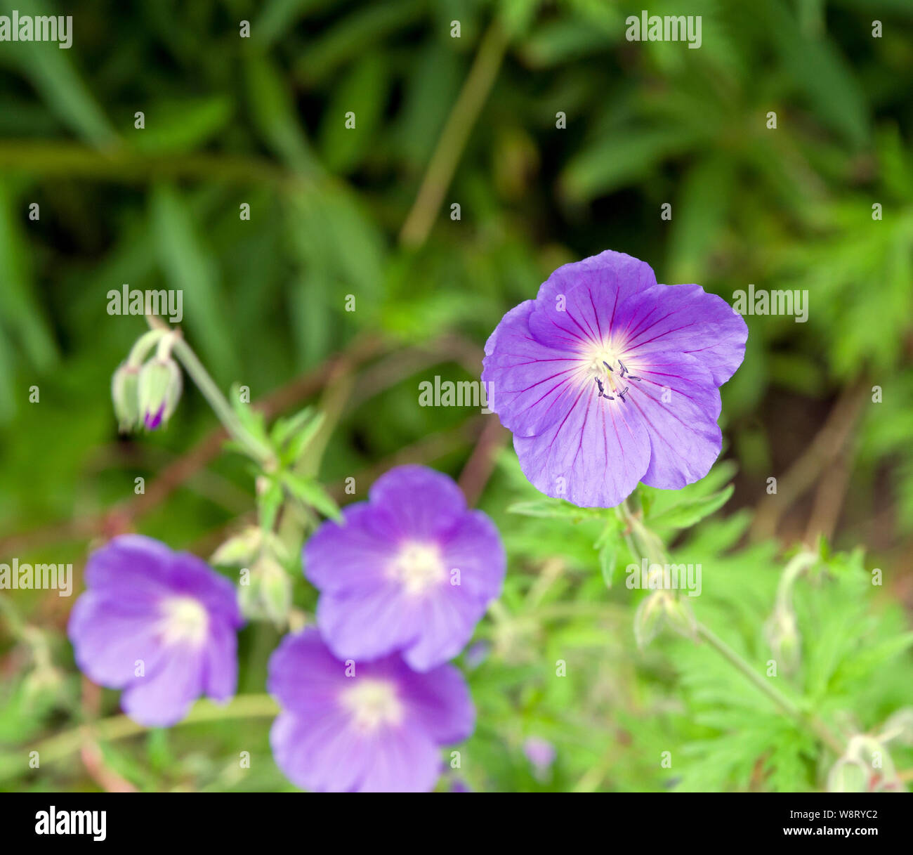 Geranium 'Eureka Blue' Stock Photo - Alamy