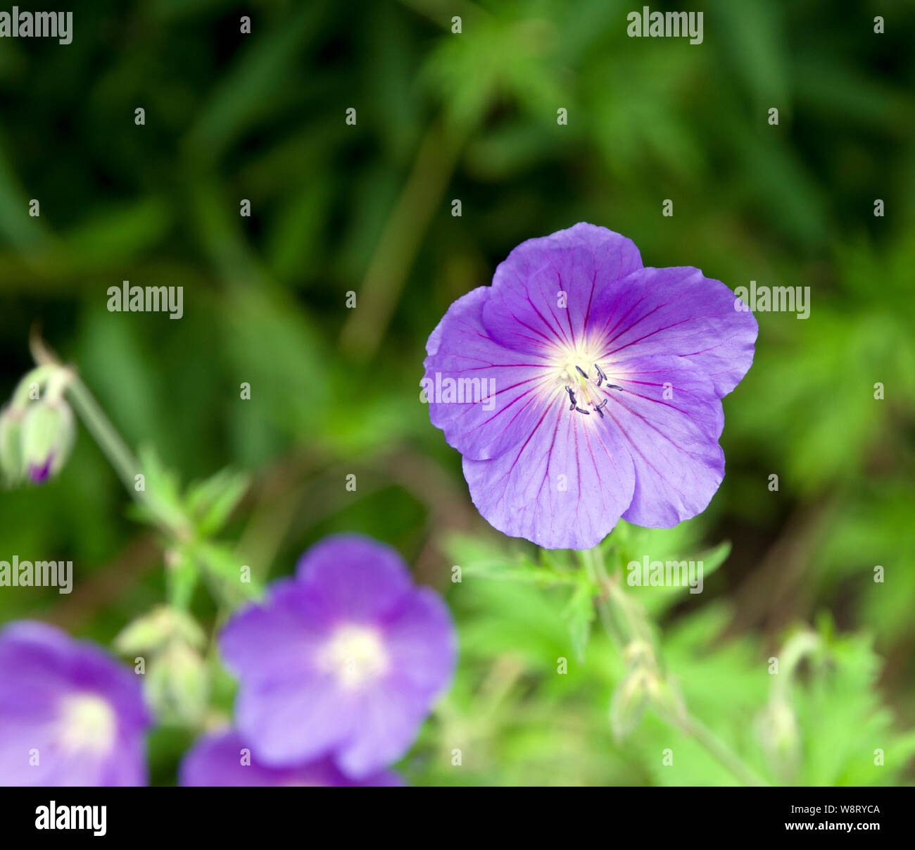 Geranium eureka blue hi-res stock photography and images - Alamy