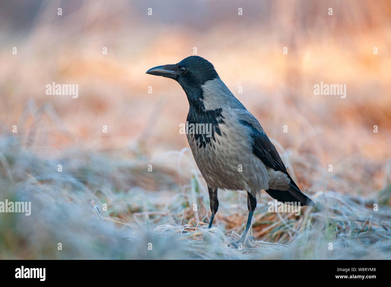Grey crow hi-res stock photography and images - Alamy
