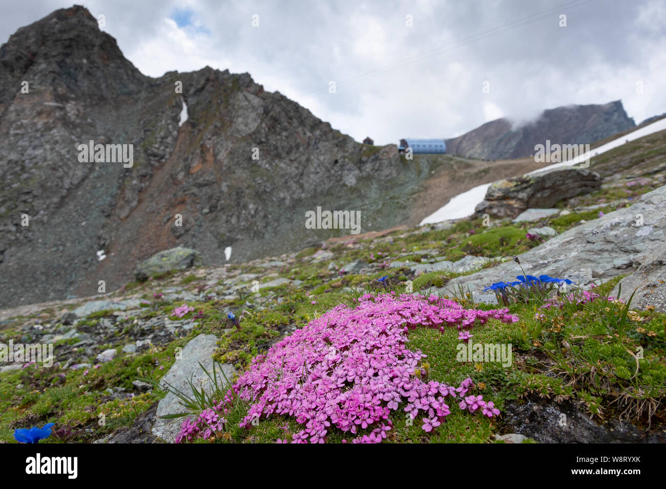 Silene acaulis alpine plant. Glocknergruppe. Stüdlhütte alpine refuge ...
