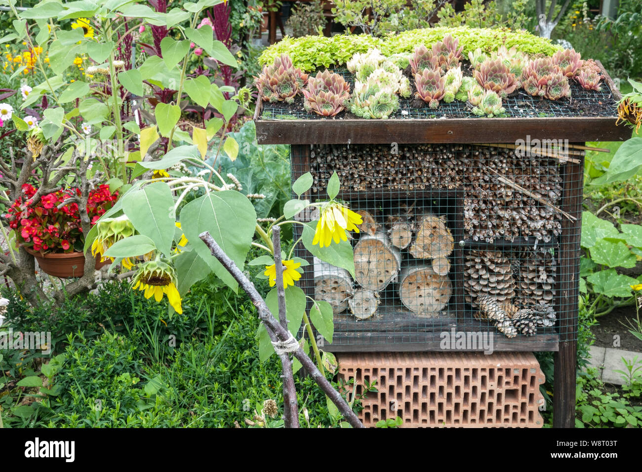 Bee-friendly garden insect hotel, a box made from old cones, tree ...