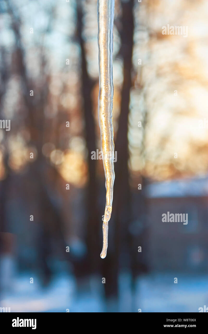 Beautiful winter scene. A transparent icicle sparkles in the light of ...