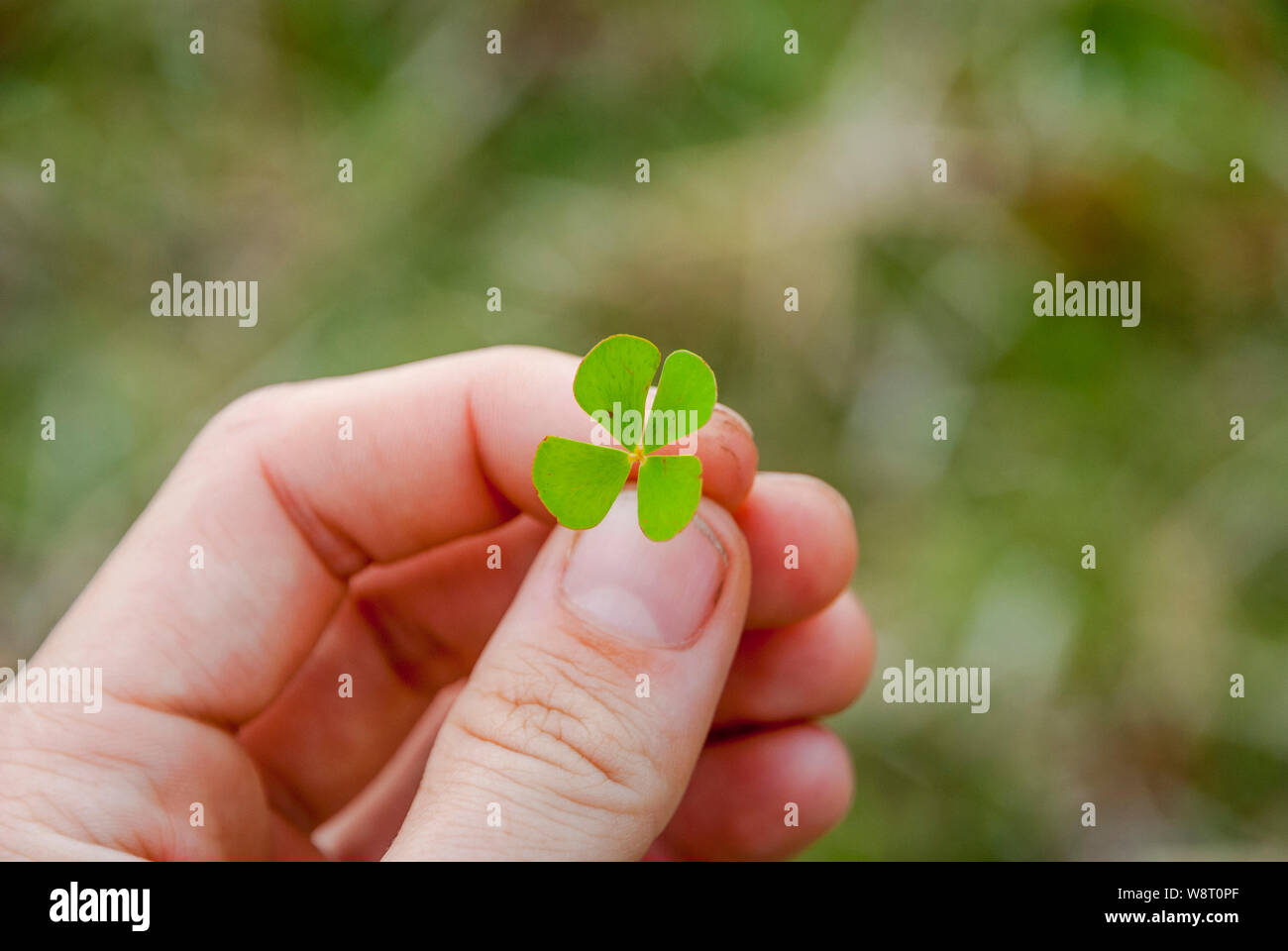 Holding four leaf shamrock in hand, lucky symbol Stock Photo - Alamy