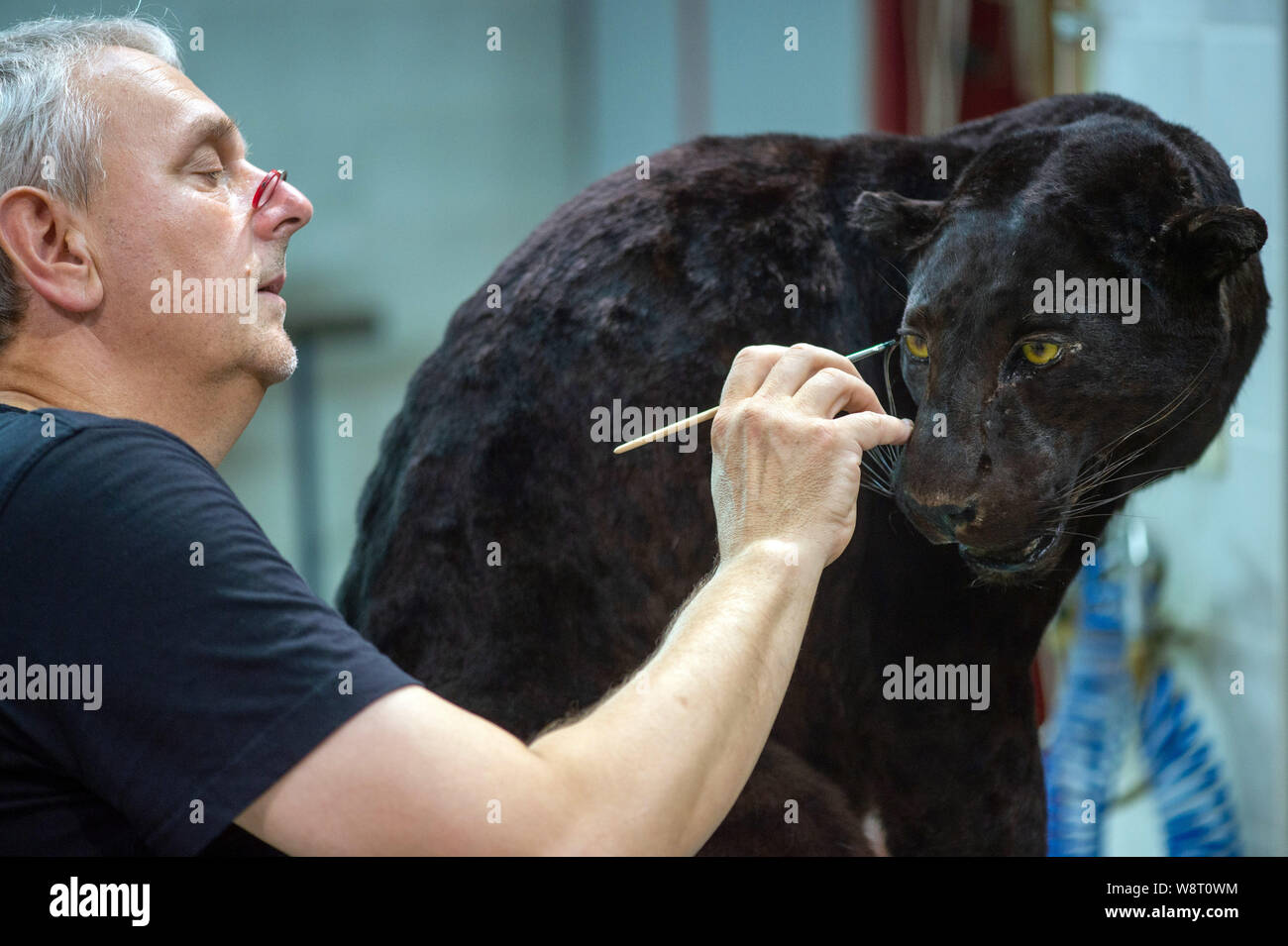 Dermoplasty hi-res stock photography and images - Alamy