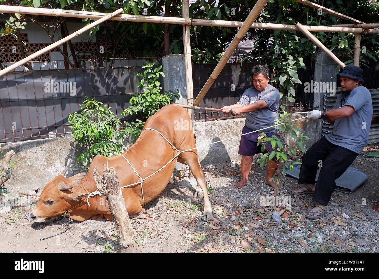 Farmer house with cattle hi-res stock photography and images - Alamy