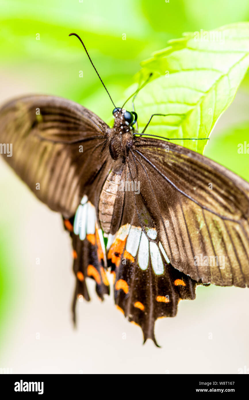 Great mormon, Papilio memnon Butterfly native to South Asia Stock Photo ...