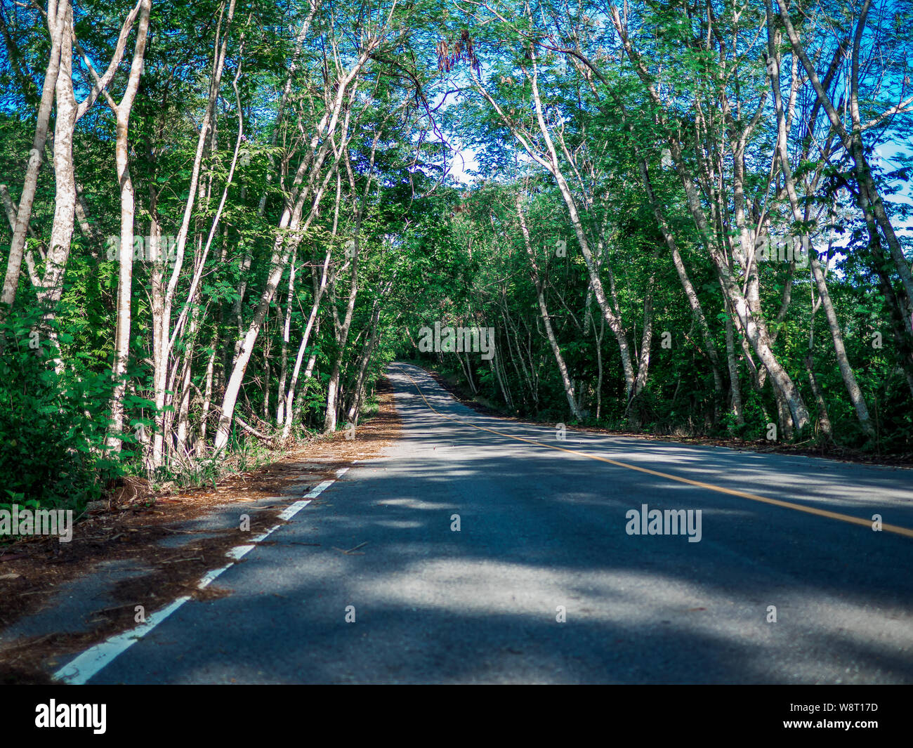 road with trees on both sides, Summer Country Road With Trees Beside ...