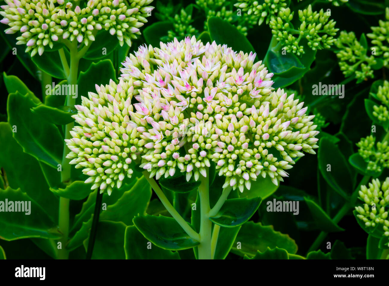 Autumn garden full flower hi-res stock photography and images - Alamy
