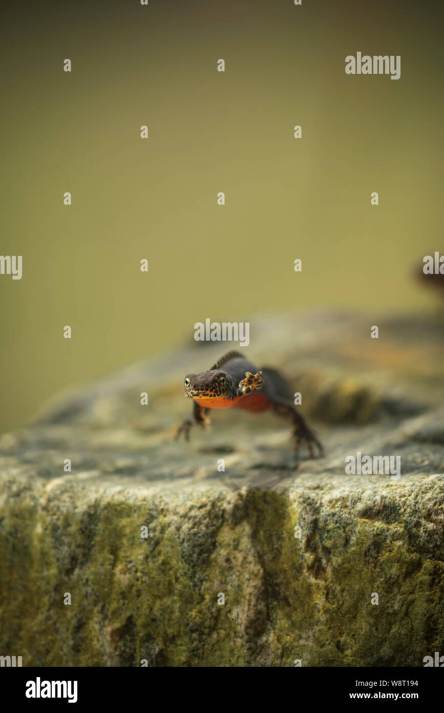 Alpine newt hi-res stock photography and images - Alamy