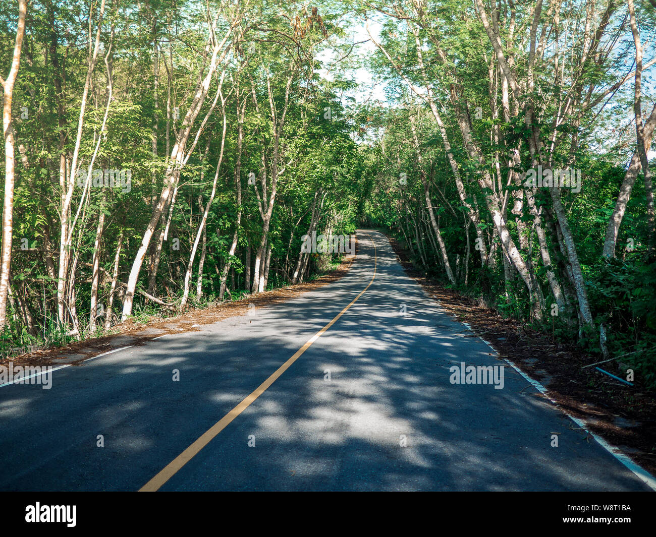 road with trees on both sides, Summer Country Road With Trees Beside ...