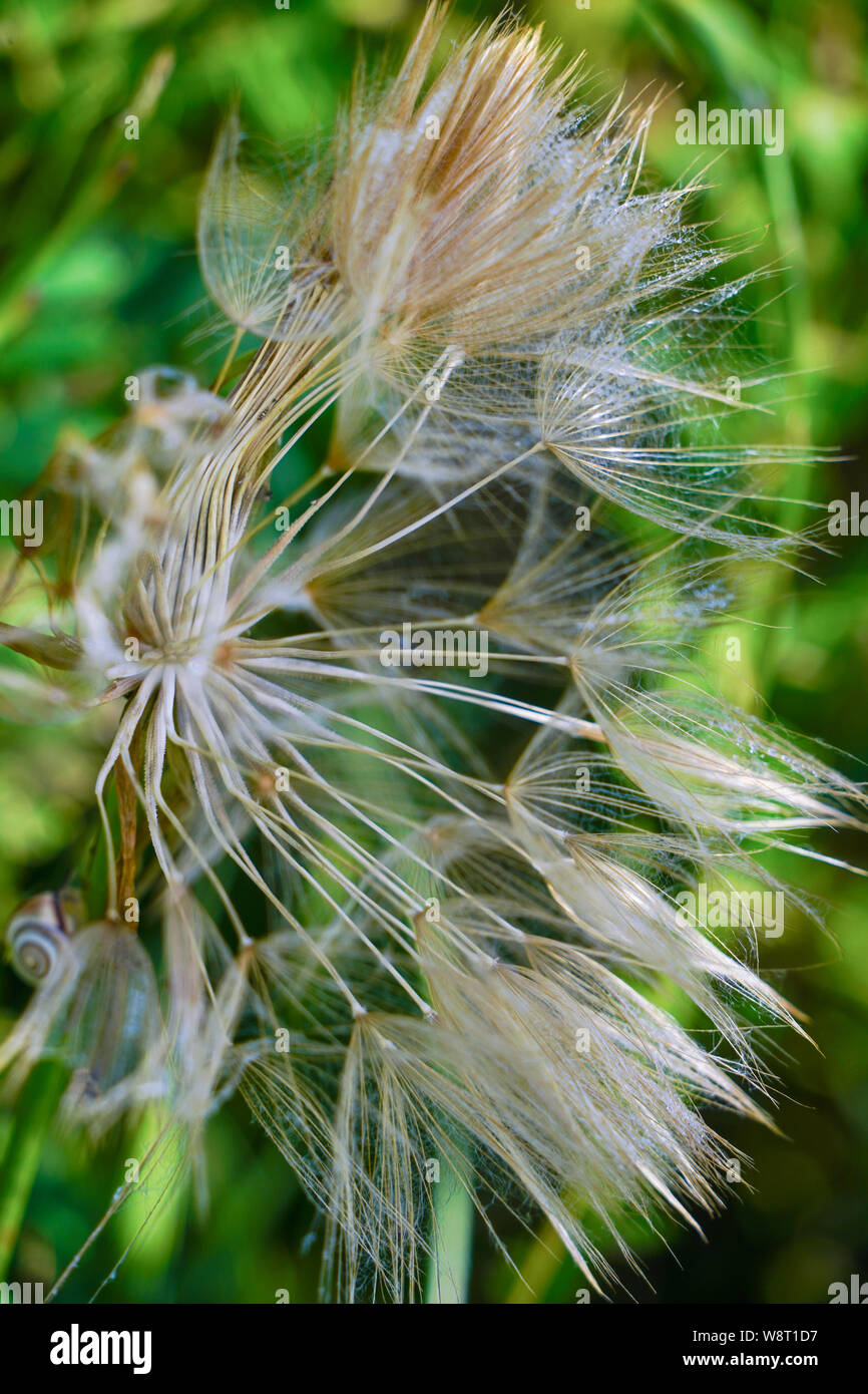 Wild flower photographed at Tel Apollonia, on the Mediterranean Coast ...