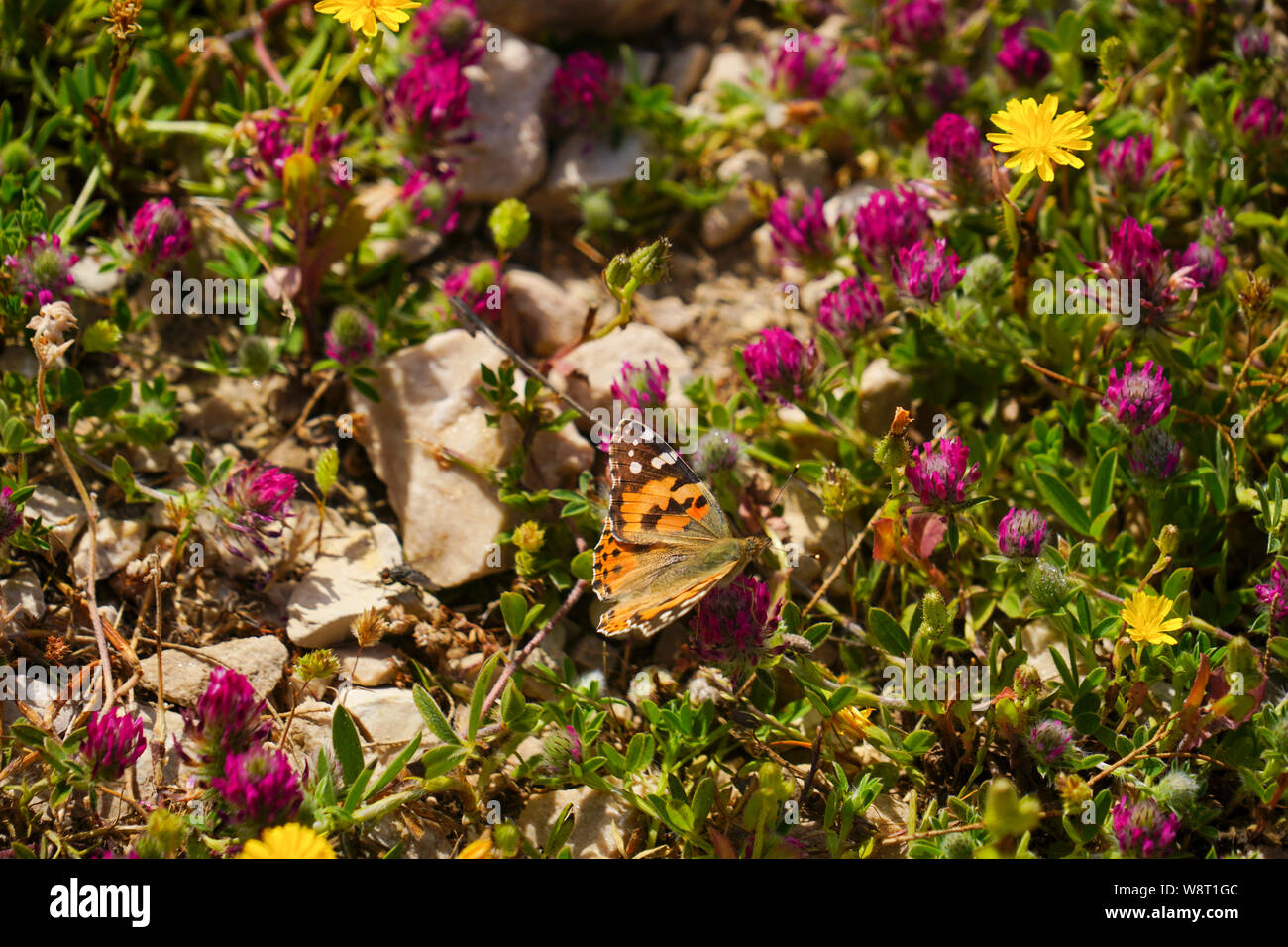 Plain Tiger butterfly (Danaus chrysippus) AKA African Monarch Butterfly ...