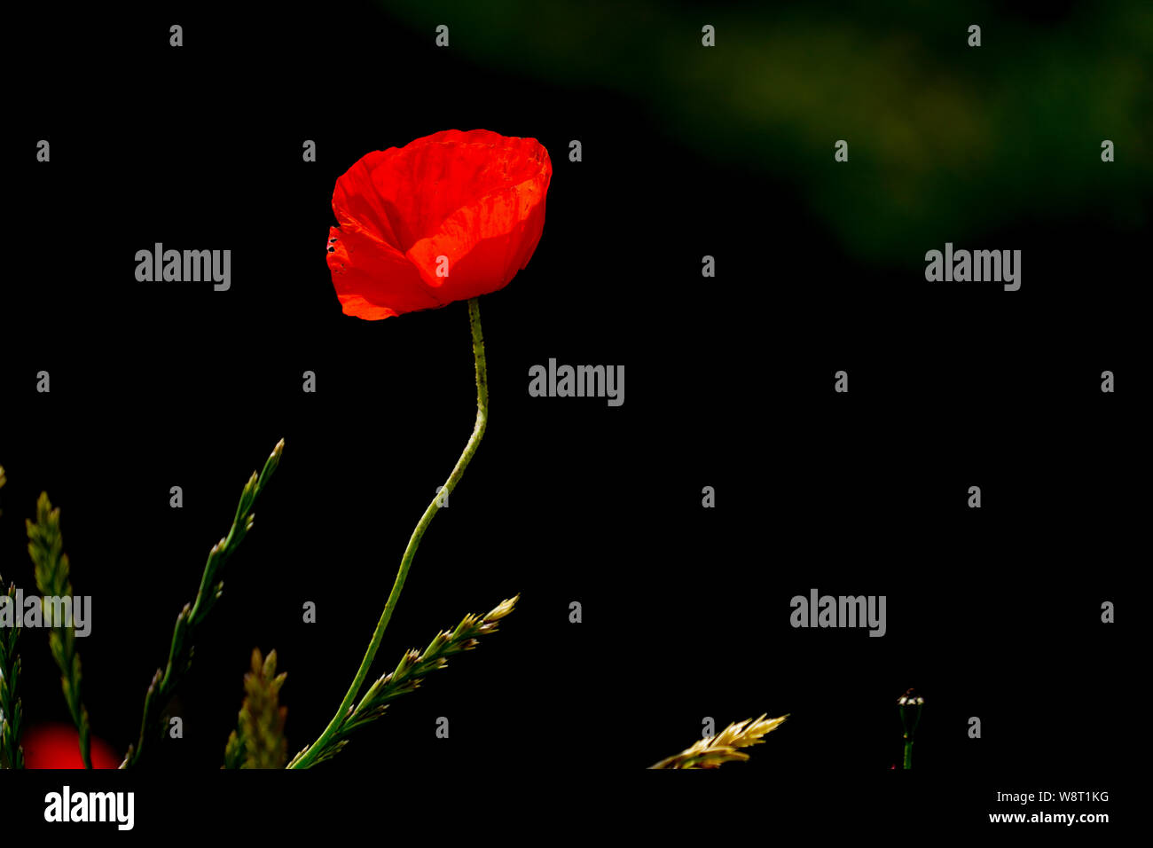 red poppy on black background photographed at Tel Apollonia, on the ...