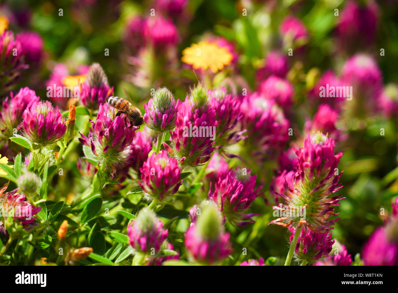 Wild flower photographed at Tel Apollonia, on the Mediterranean Coast ...